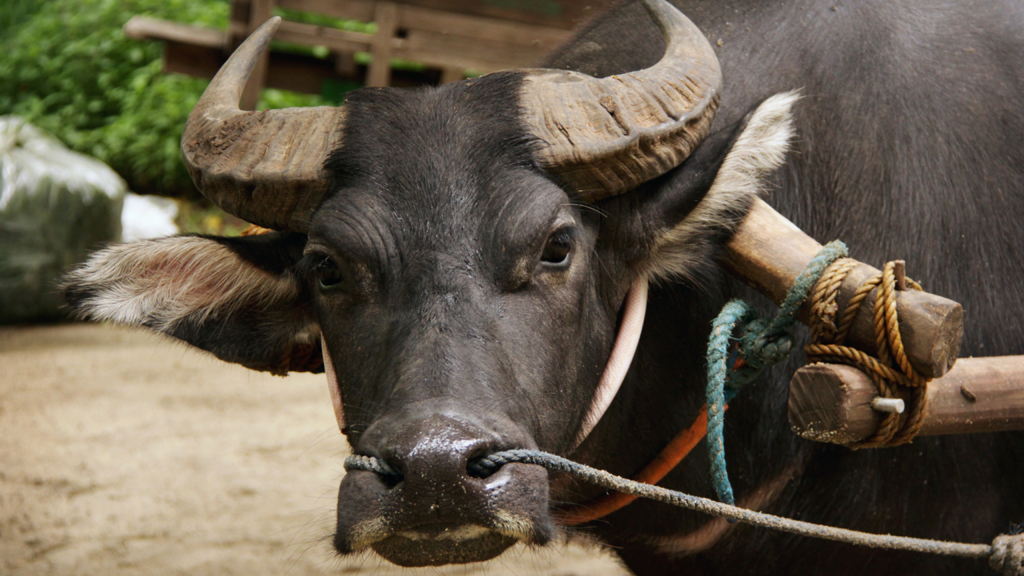 The power of the yoke | Baptist New Zealand