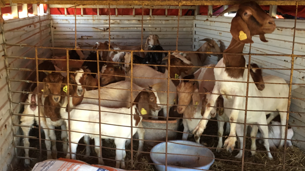 Goat project update | Baptist New Zealand